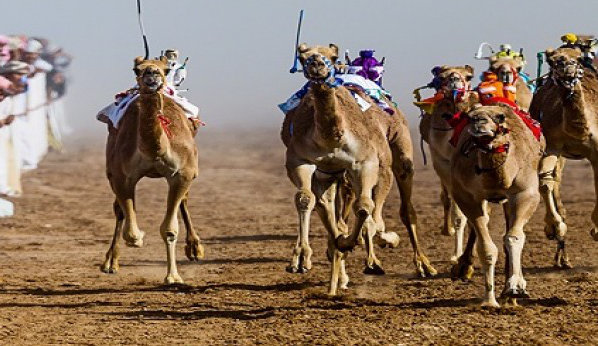 Dubai royal camel racing club – Camel Racing Dubai