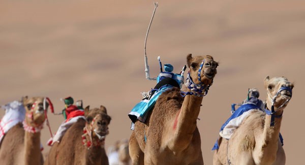 Camel racing track – Camel Racing Dubai